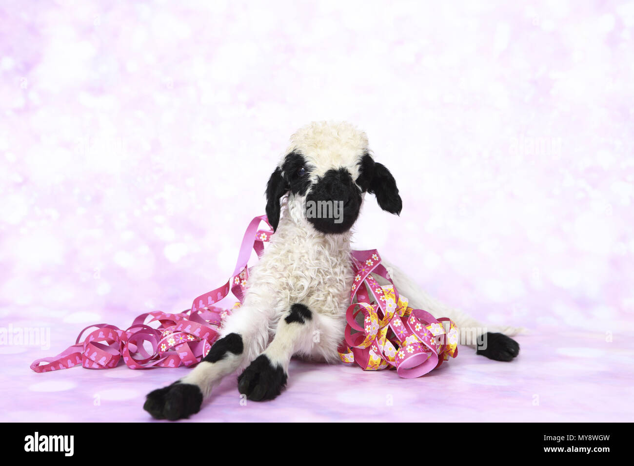 Valais Blacknose Sheep. Lamb (6 days old) lying, entangled in paper ...