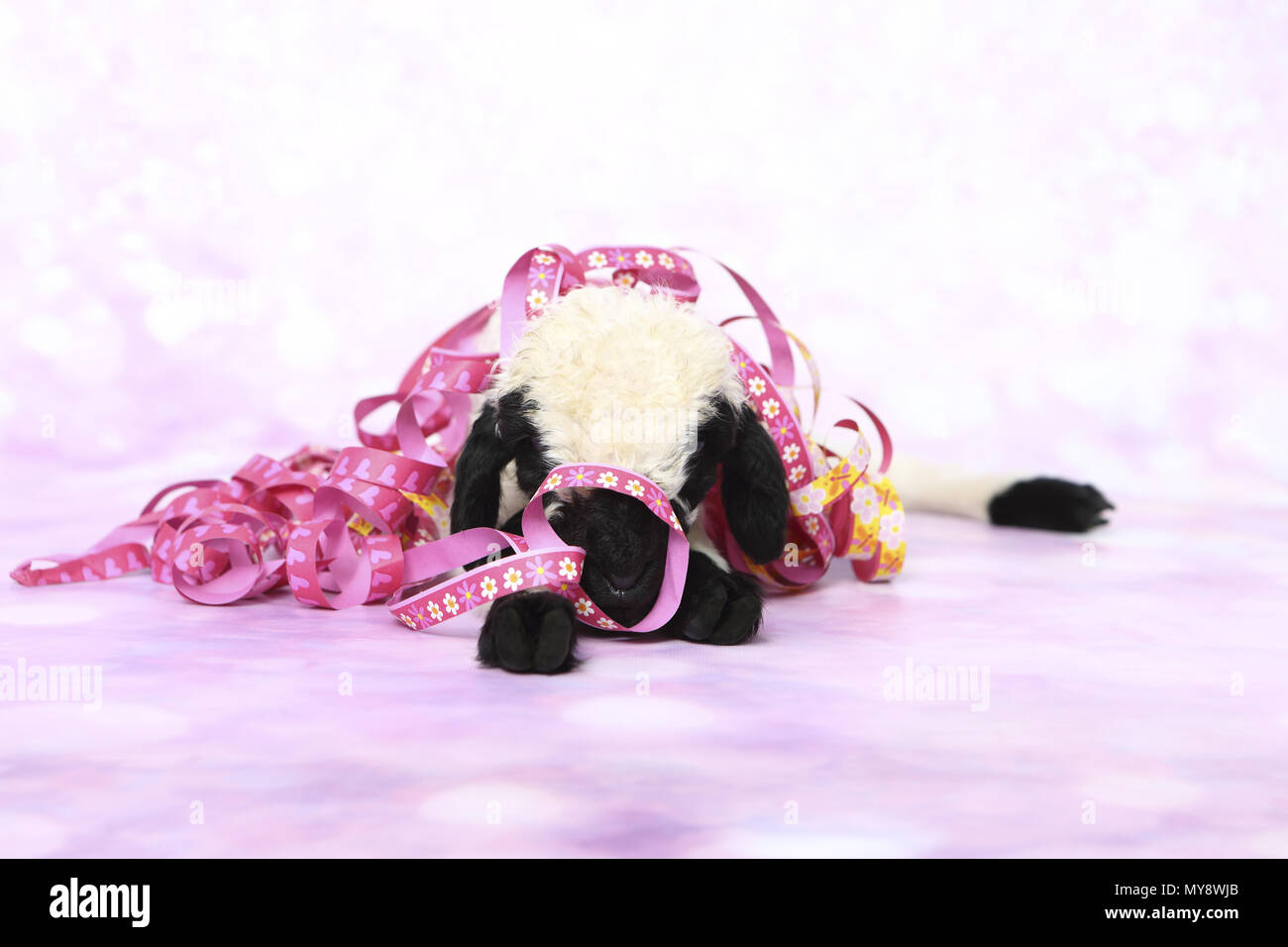 Valais Blacknose Sheep. Lamb (6 days old) lying, entangled in paper ...