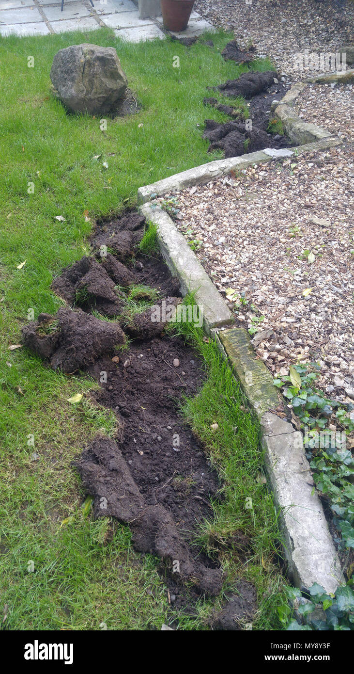 Badger Damage High Resolution Stock Photography and Images - Alamy