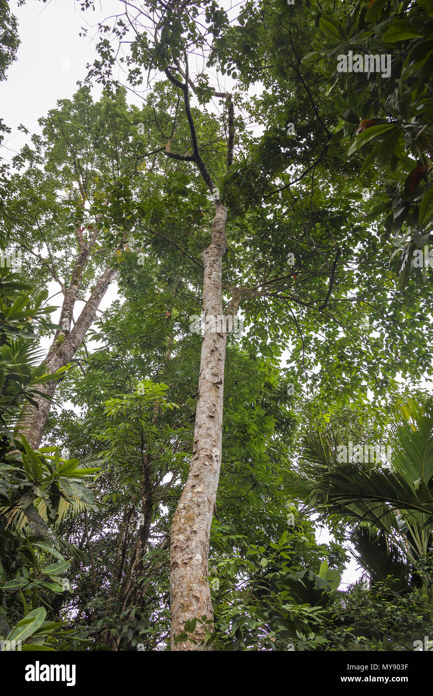 Santol Cottonfruit Sandoricum Koetjape Tree Seychelles Stock Photo Santol Cottonfruit Sandoricum Koetjape Tree Seychelles Stock Photo