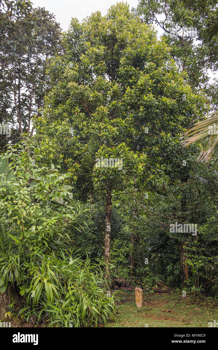 Malay rose apple (Syzygium malaccense), tree. Seychelles Stock Photo ...