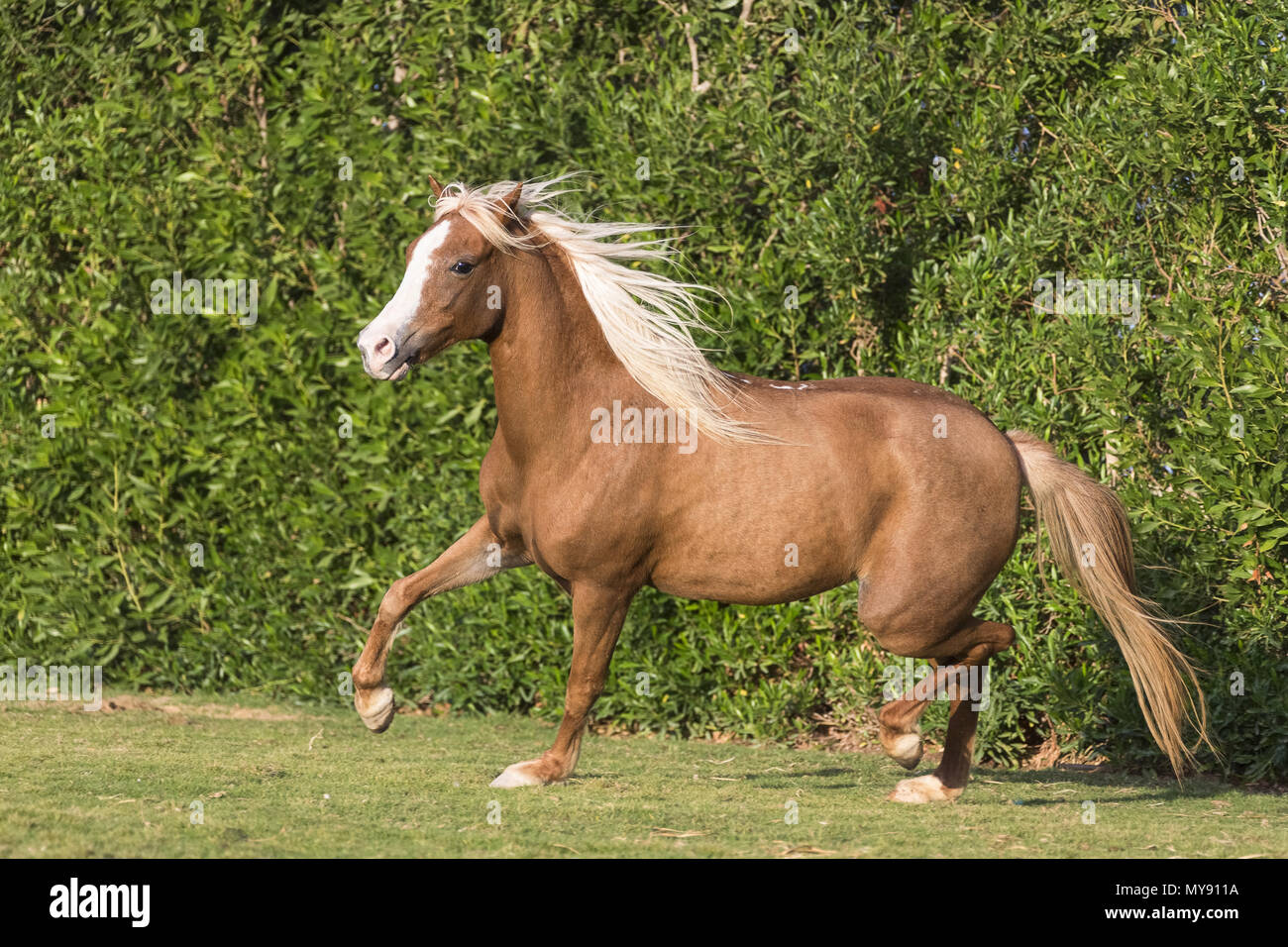 Welsh Pony. Chestnut mare trotting on a lawn. Egypt Stock Photo - Alamy