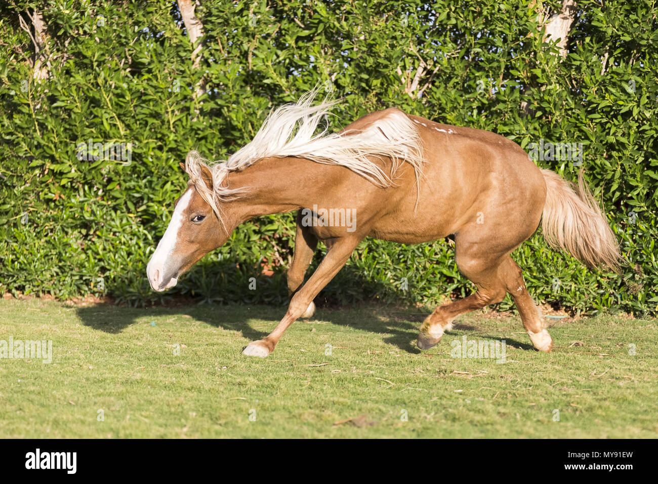 Welsh Pony. Chestnut mare slipping on a lawn. Egypt Stock Photo - Alamy