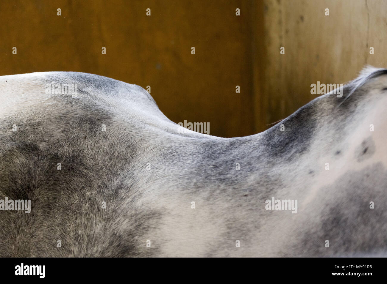 Arabian Horse. Pinto mare with a sway in its back. Egypt Stock Photo ...