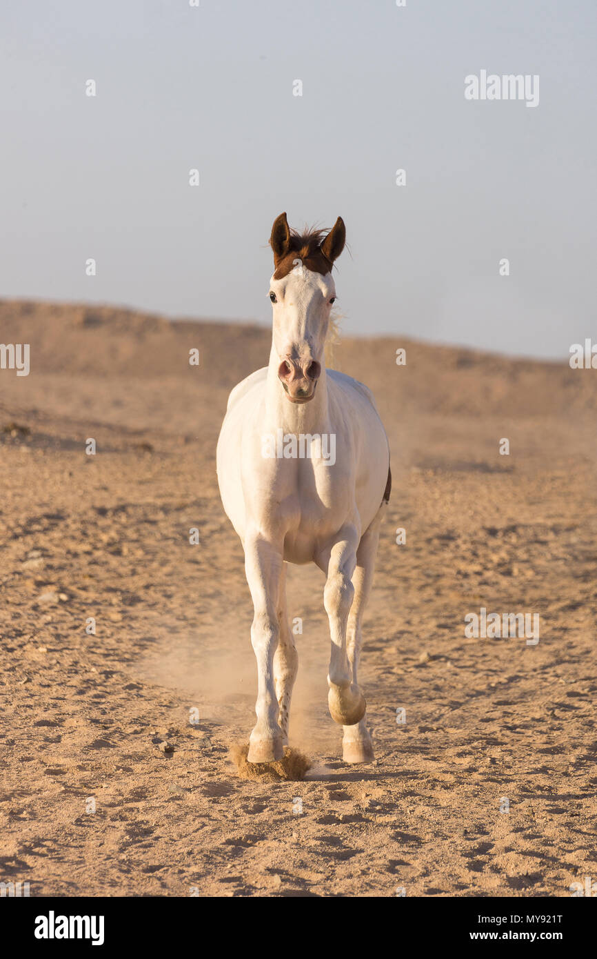 Pintabian. Juvenile mare galloping in the desert Egypt Stock Photo - Alamy