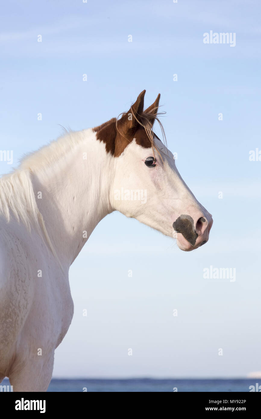 Pintabian. Portrait of juvenile mare seen against a blue sky. Egypt ...