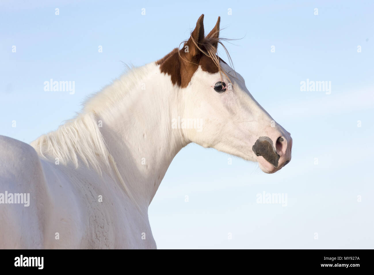 Pintabian. Portrait of juvenile mare seen against a blue sky. Egypt ...