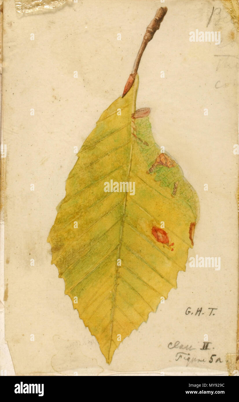 Edge withered hi-res stock photography and images - Alamy