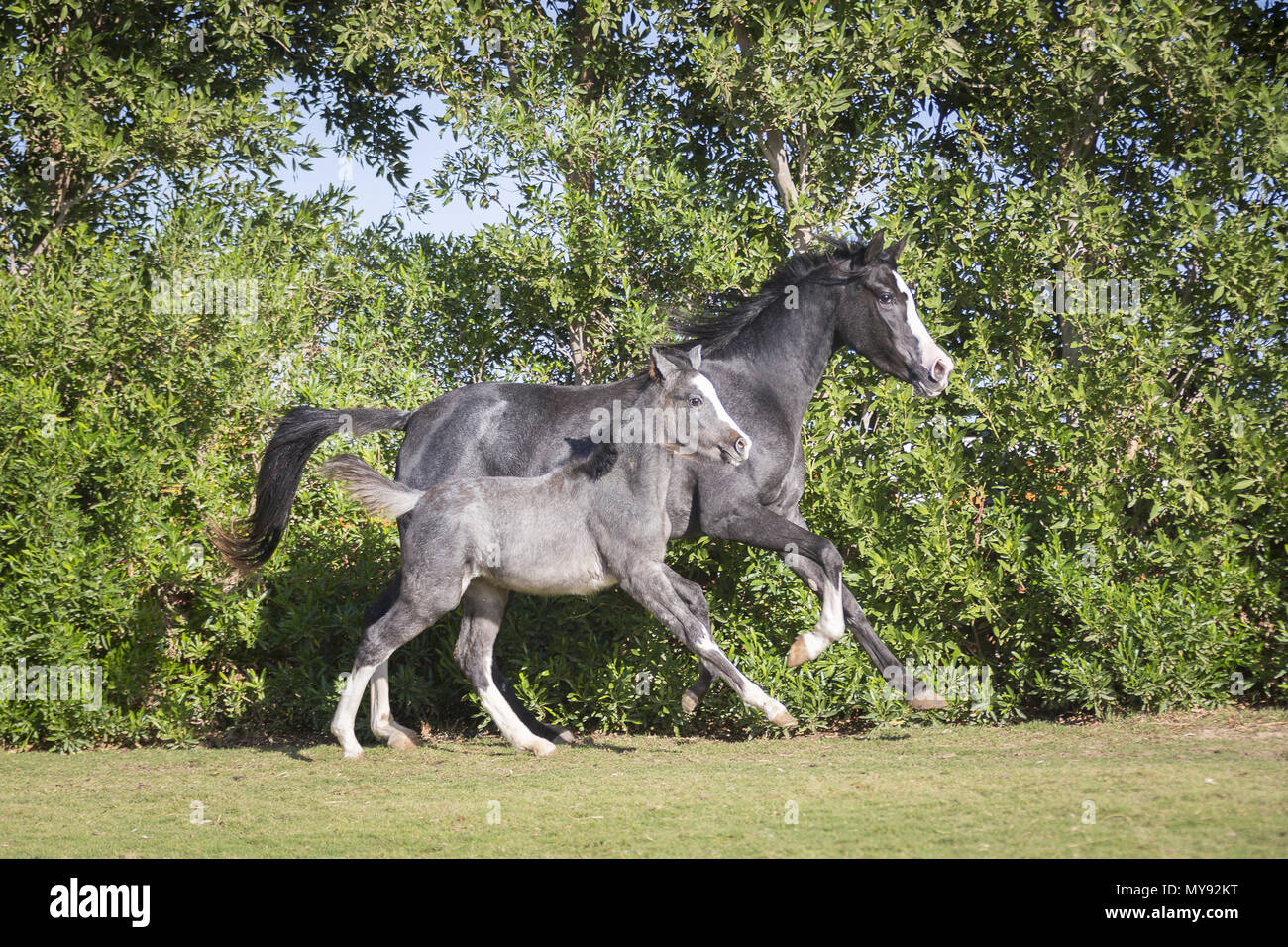 Barb Horse. Mare with filly-foal galopping on a lawn. Egypt Stock Photo ...