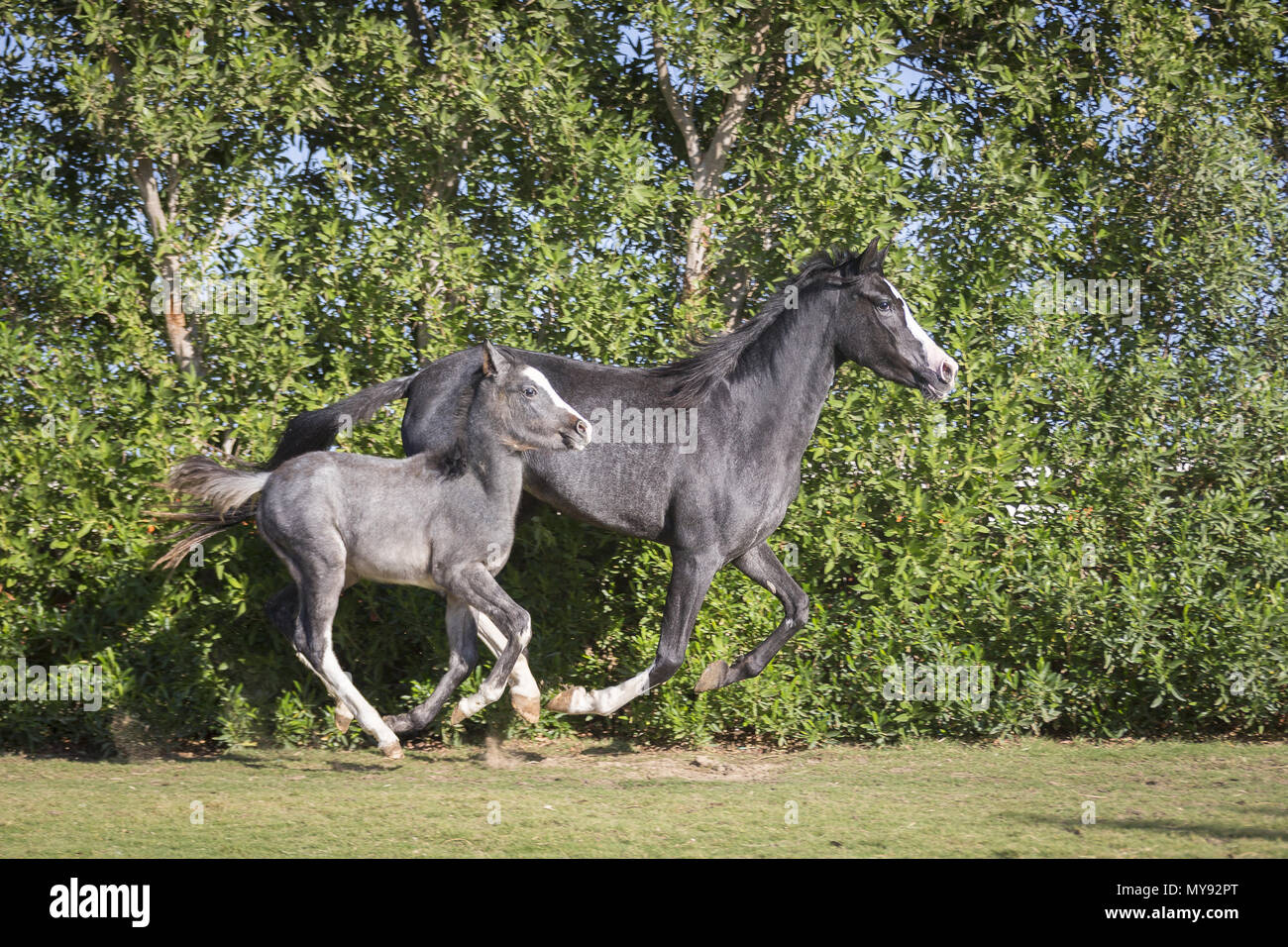 Barb Horse. Mare with filly-foal galopping on a lawn. Egypt Stock Photo ...