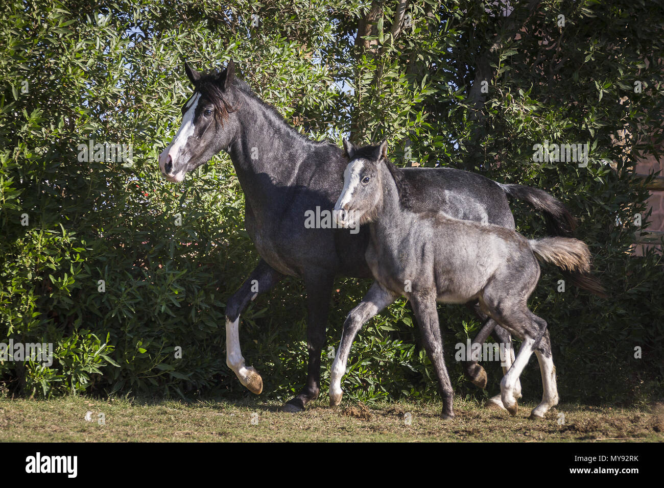 Barb Horse. Mare with filly-foal trotting on a lawn. Egypt Stock Photo ...