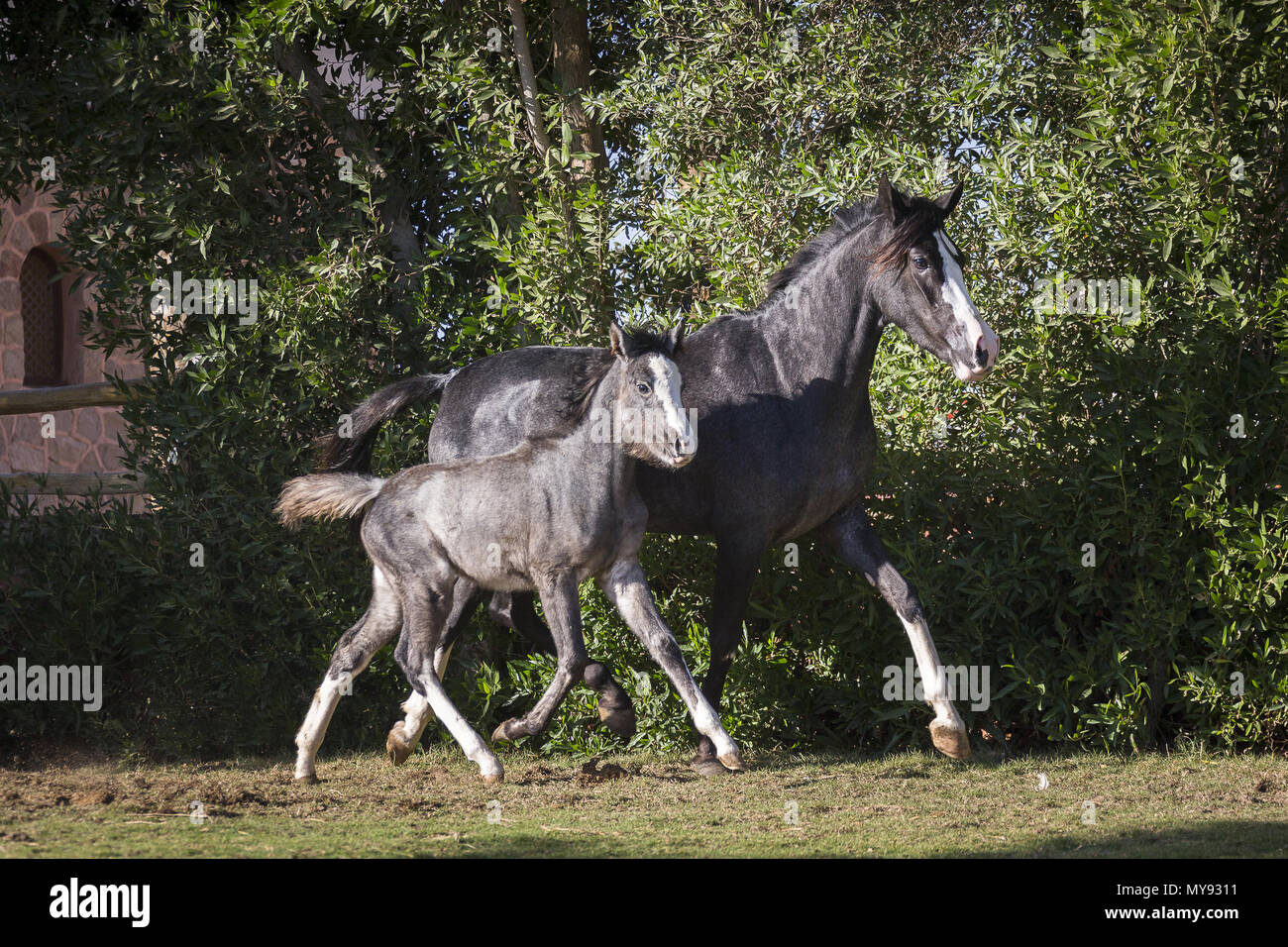 Barb Horse. Mare with filly-foal trotting on a lawn. Egypt Stock Photo ...