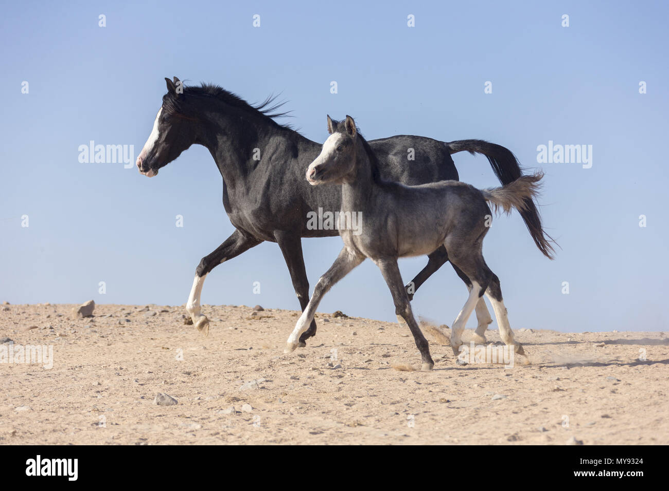 Barb Horse. Mare with filly-foal trotting in the desert. Egypt Stock ...