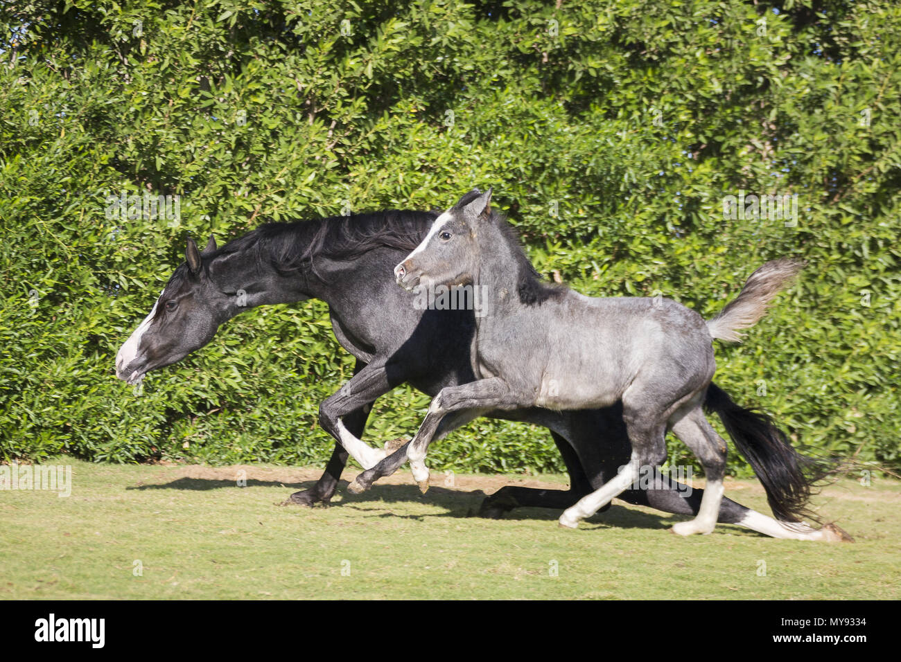 Barb Horse. Mare with filly-foal galopping on a lawn. The mare is ...