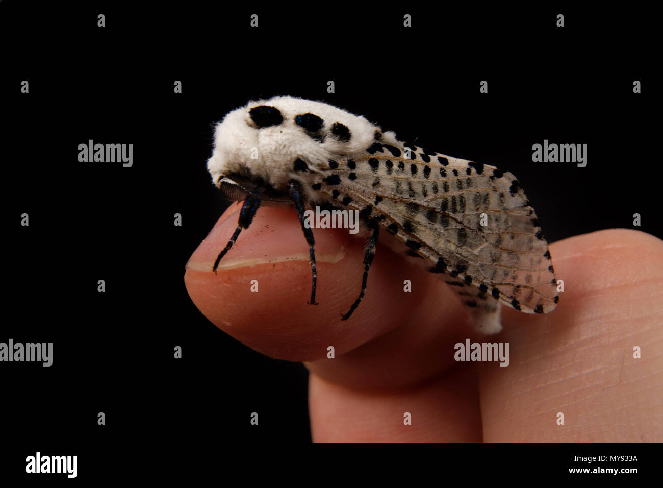 Wood leopard moth Zeuzera pyrina isolated on a white background Stock ...