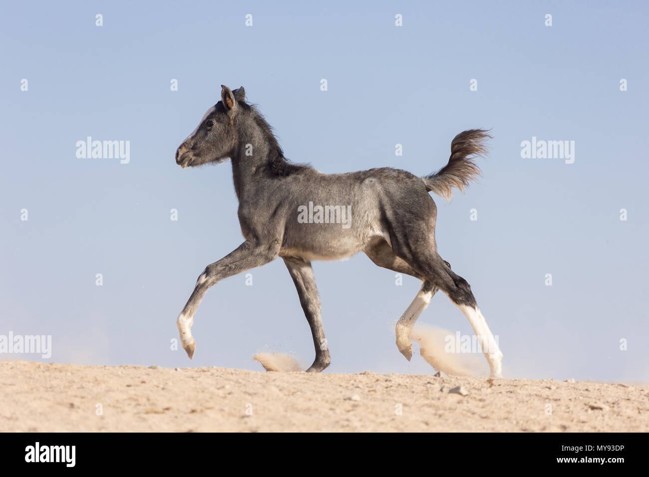 Barb Horse. Filly-foal trotting in the desert. Egypt Stock Photo - Alamy