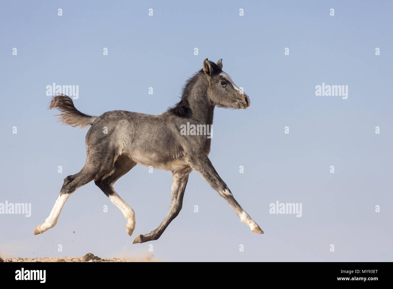 Barb Horse. Filly-foal trotting in the desert. Egypt Stock Photo - Alamy