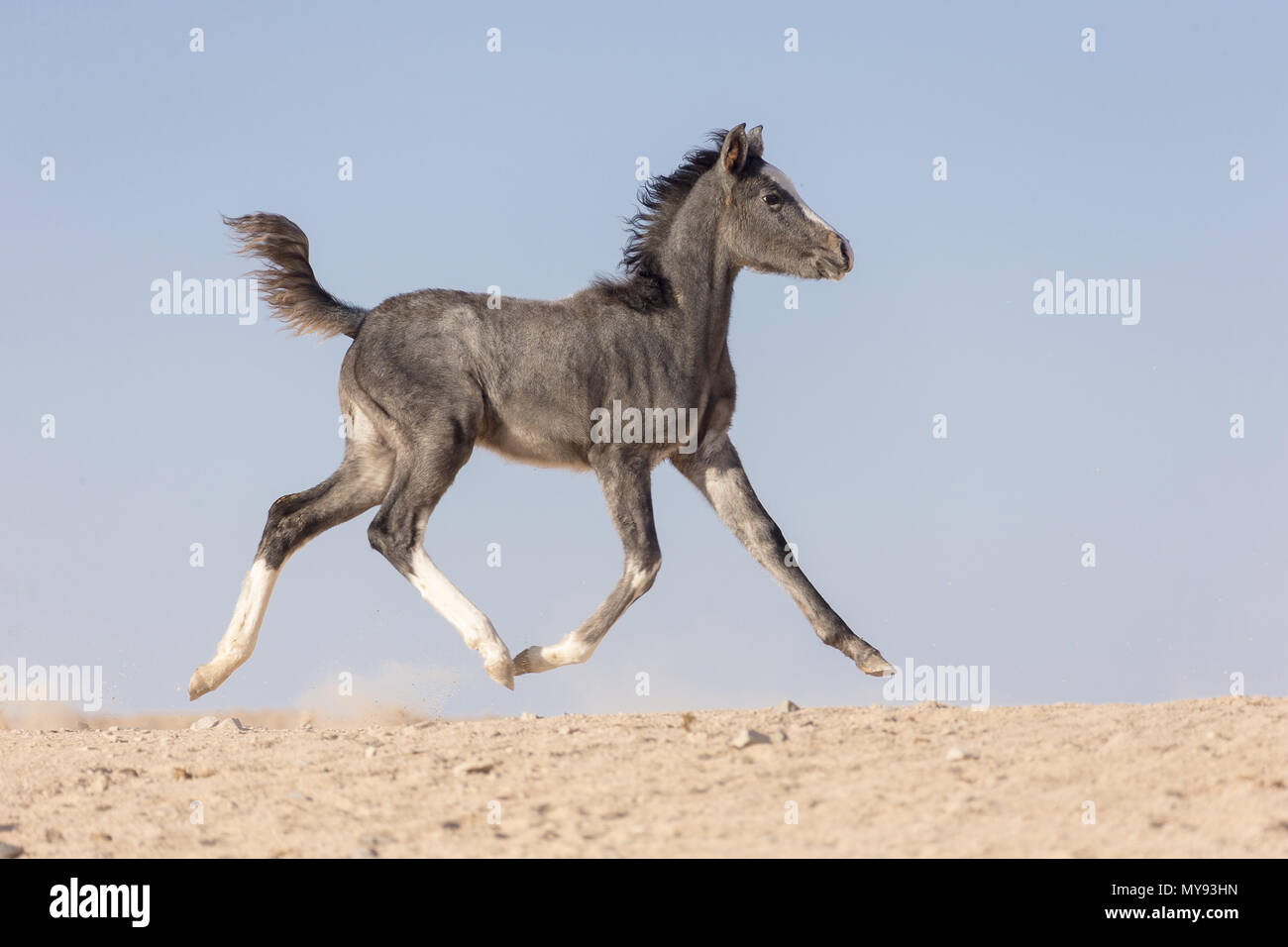 Barb Horse. Filly-foal trotting in the desert. Egypt Stock Photo - Alamy