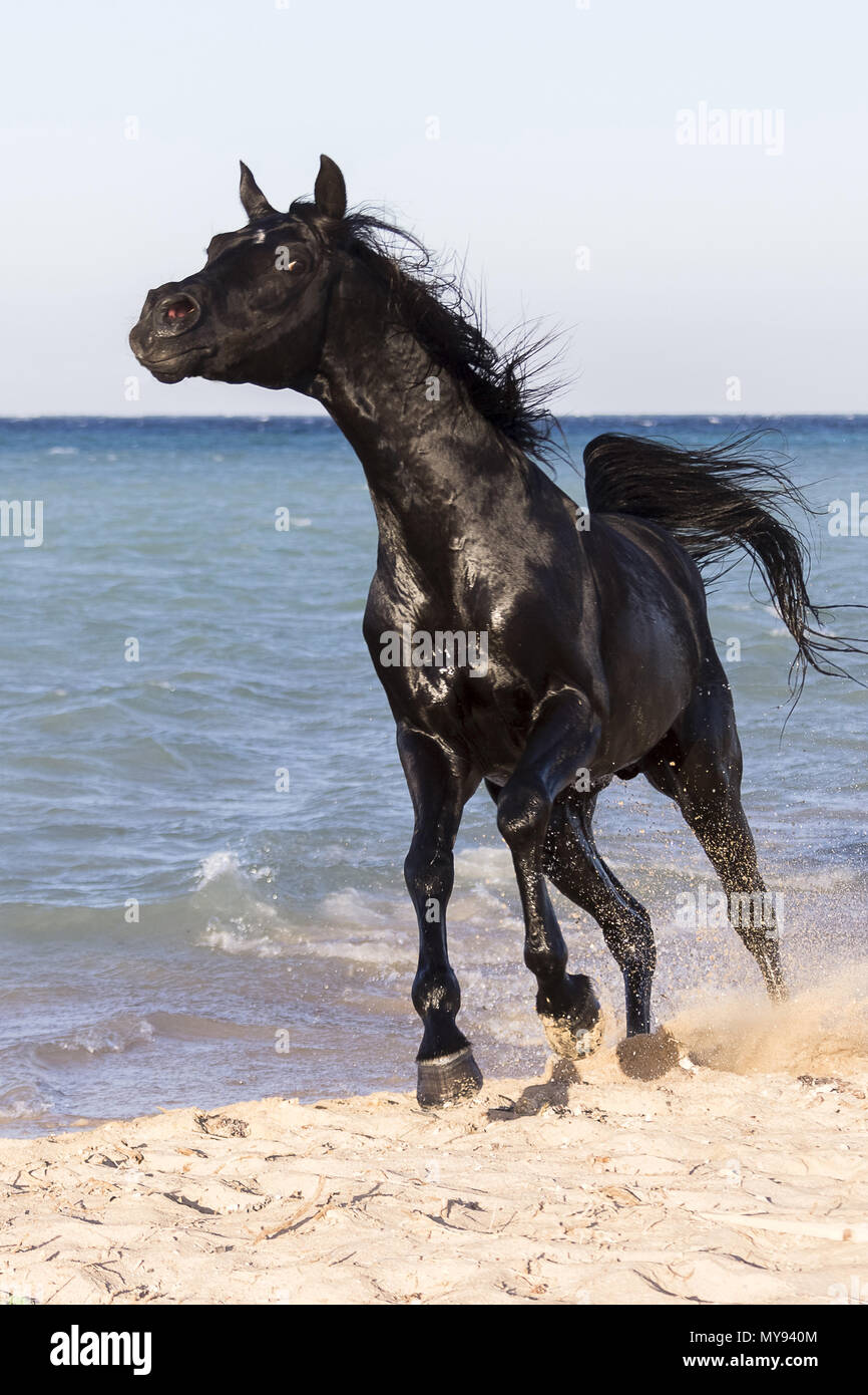 Black Arabian Stallion