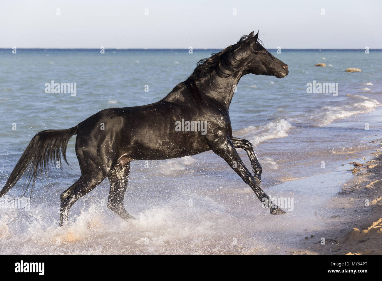 Black Stallions Running