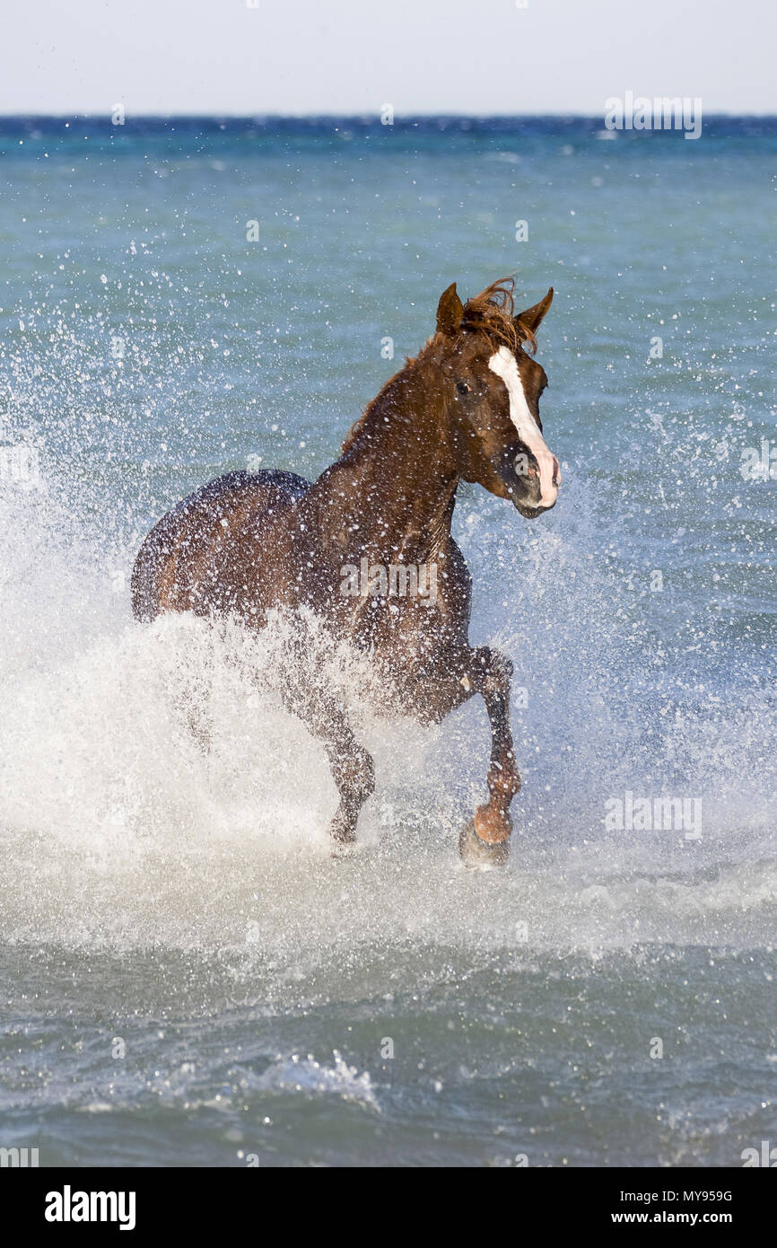 Arabian Horse. Chestnut stallion galloping in the sea. Egypt Stock ...