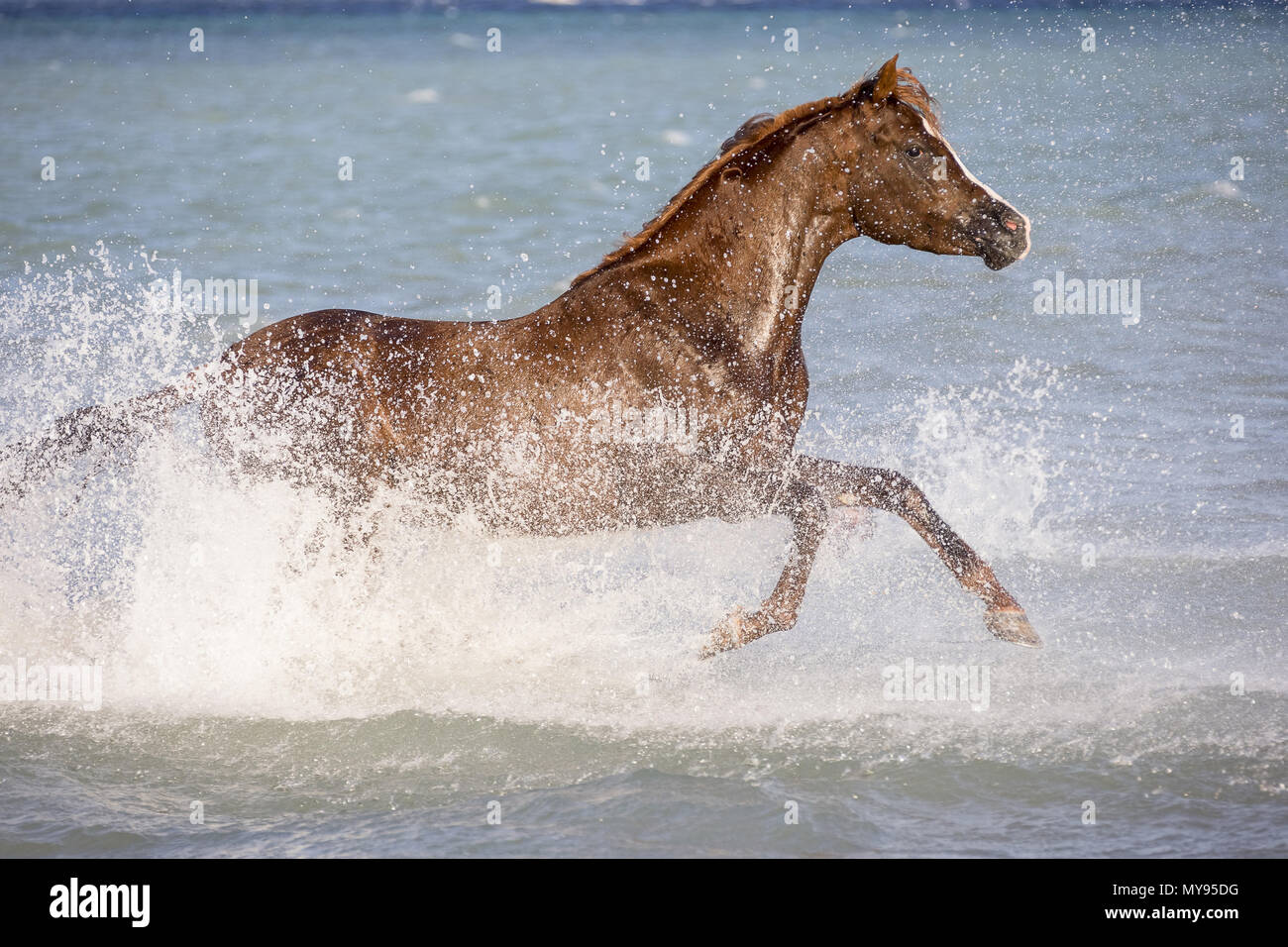 Arabian Horse. Chestnut stallion galloping in the sea. Egypt Stock ...