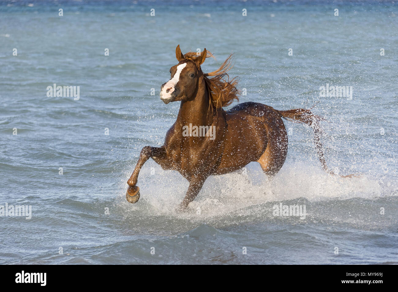 Arabian Horse. Chestnut stallion galloping in the sea. Egypt Stock ...