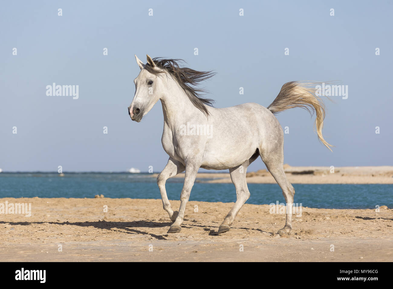 Arabian Horse. Gray juvenile mare galloping in the desert. Egypt Stock ...