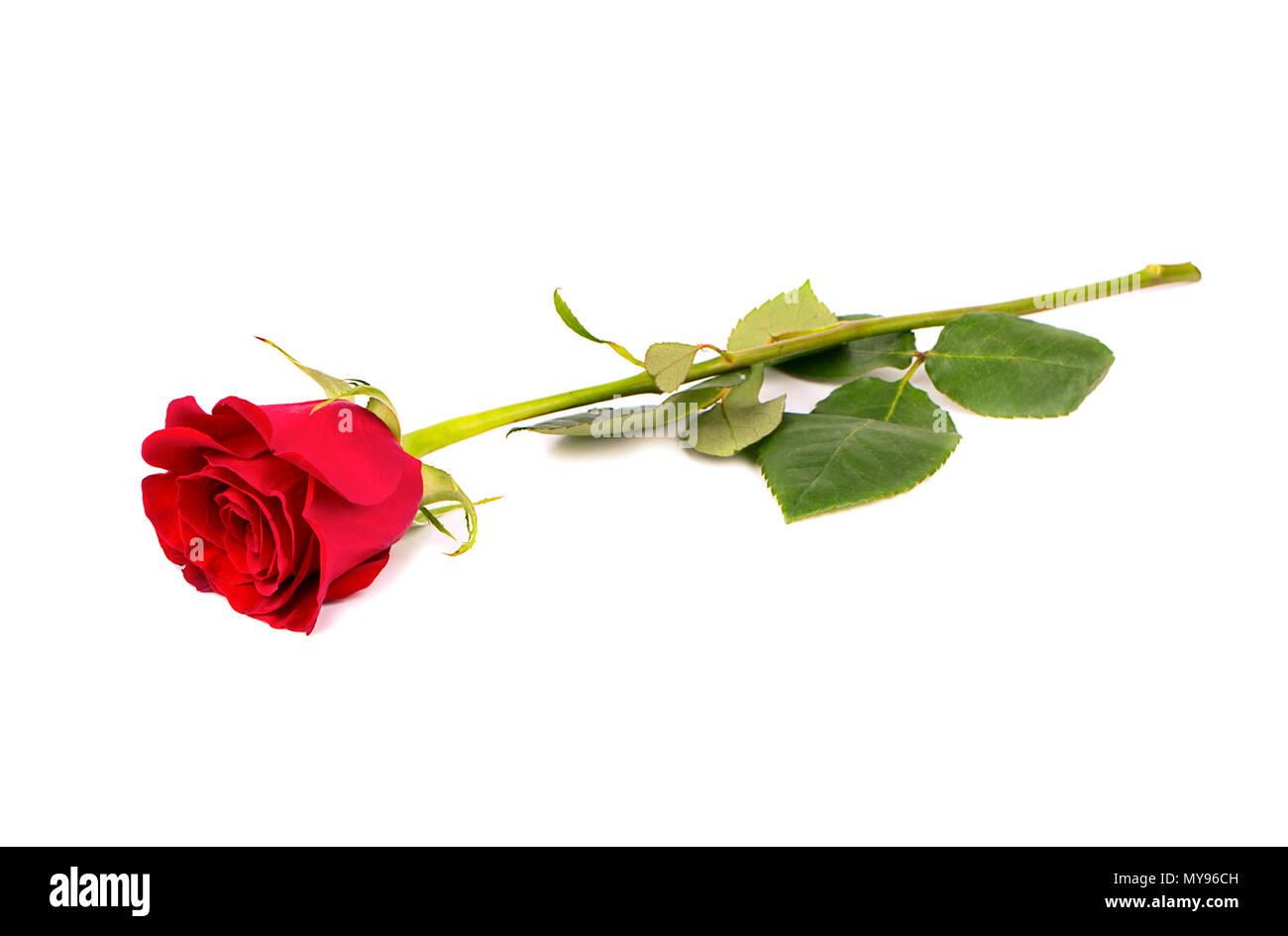 Fresh red flower rose on white background Stock Photo - Alamy