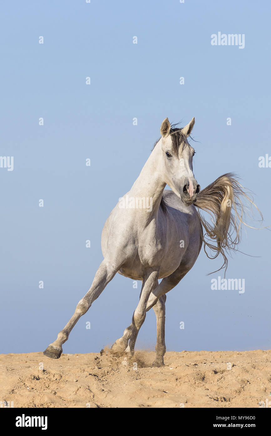 Arabian Horse. Gray juvenile mare galloping in the desert. Egypt Stock ...