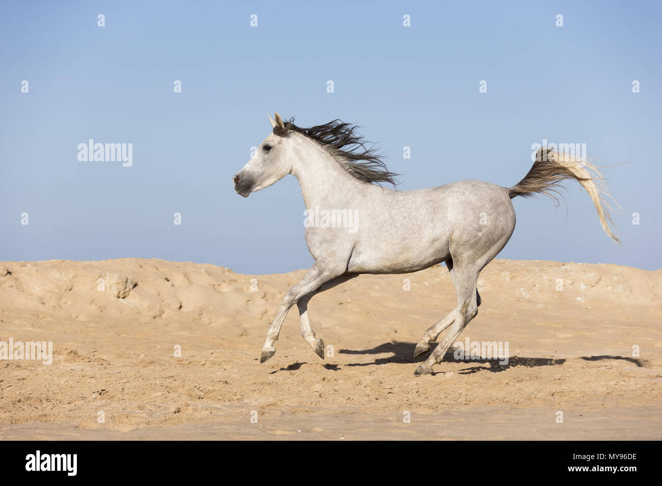 Arabian horse galloping beach hi-res stock photography and images - Alamy