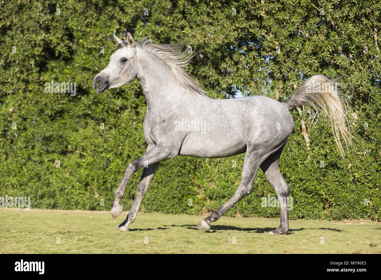 Arabian Horse. Gray stallion galloping on a lawn. Egypt Stock Photo - Alamy