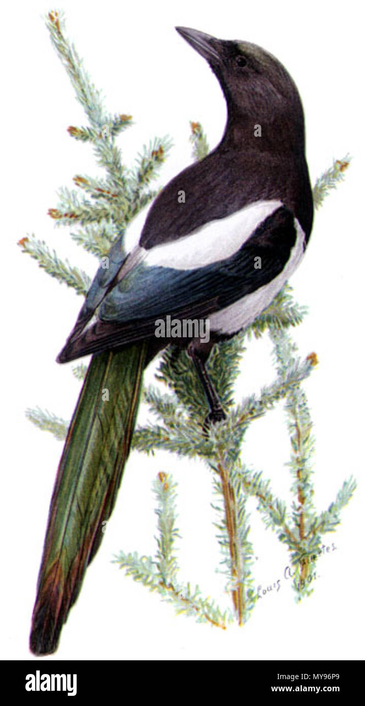 . Black-billed Magpie Pica pica Pica hudsonia, chromolithograph after ...
