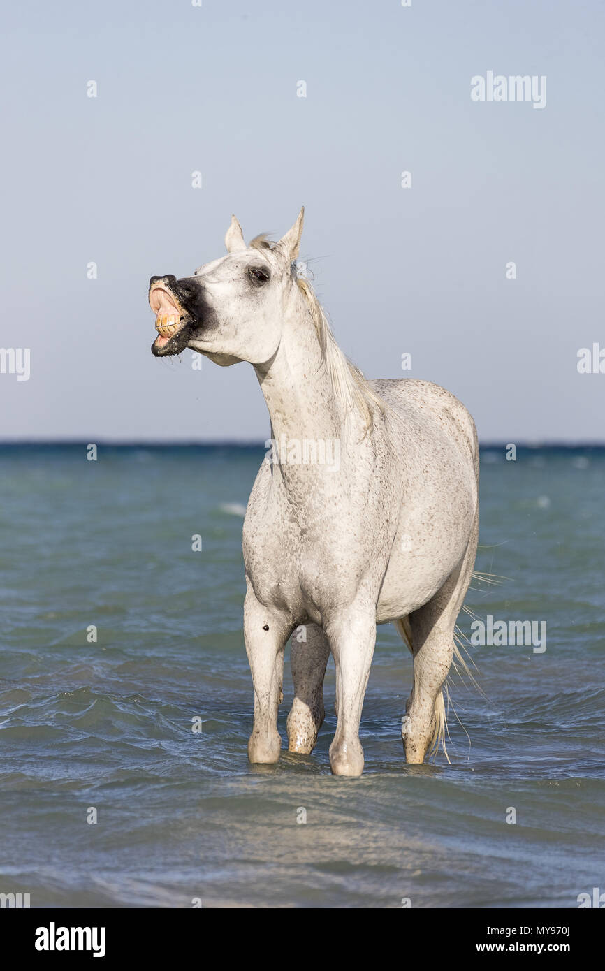 Flehmen Horse High Resolution Stock Photography and Images - Alamy