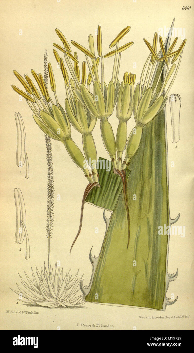 . Agave haynaldii (= Agave difformis), Asparagaceae, Agavoideae . 1913 ...