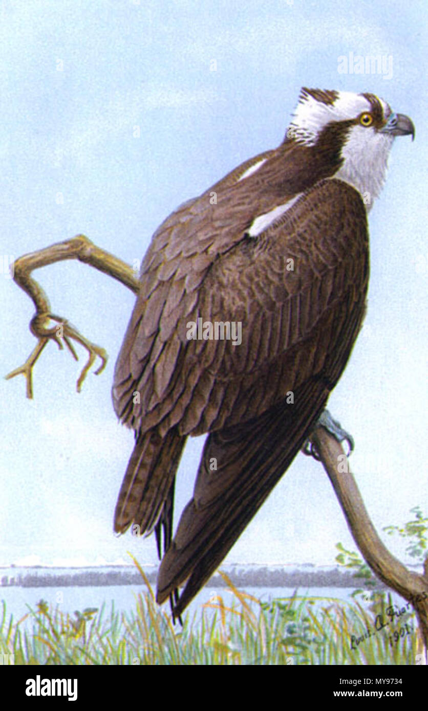 . Osprey , Pandion haliaetus, chromolithograph after painting ...