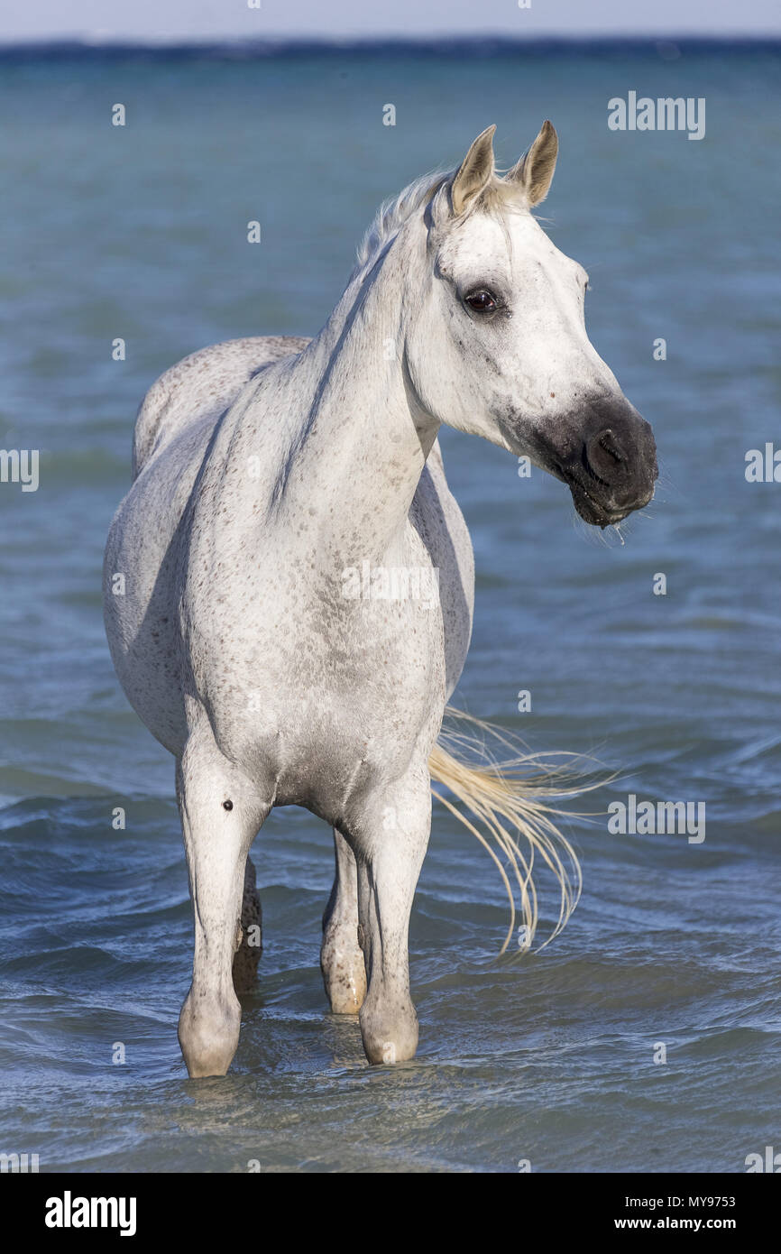 Arab Horse. Gray mare standing in the sea. Egypt Stock Photo - Alamy