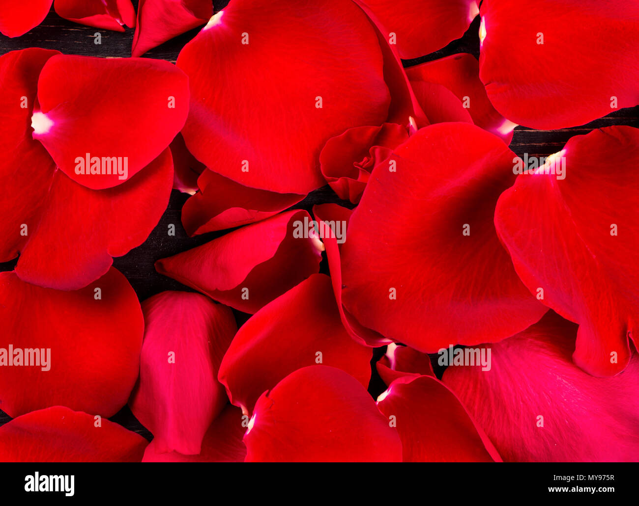 Background of the big red rose petals close up Stock Photo - Alamy