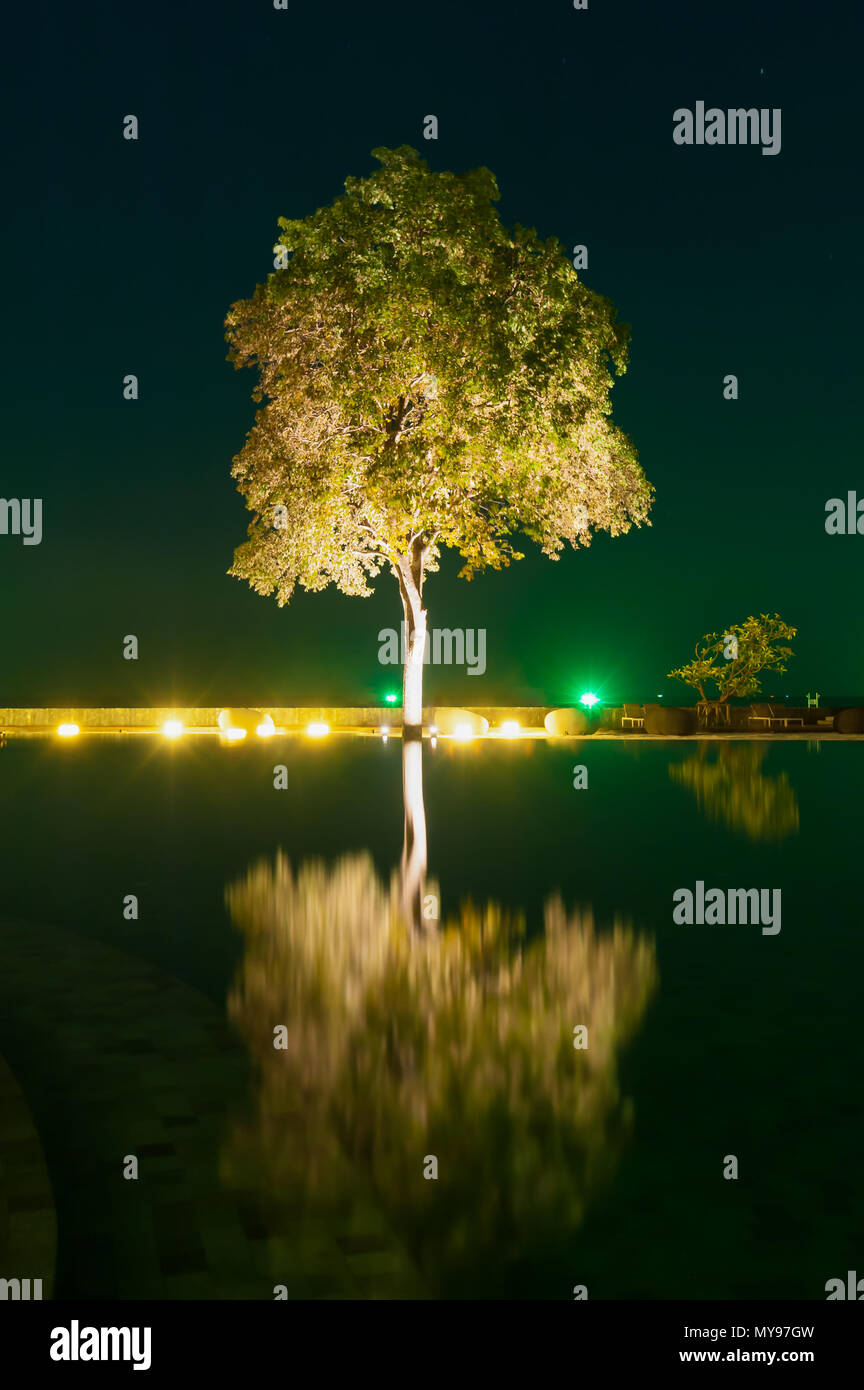 abstract tree night time with reflection on water Stock Photo - Alamy