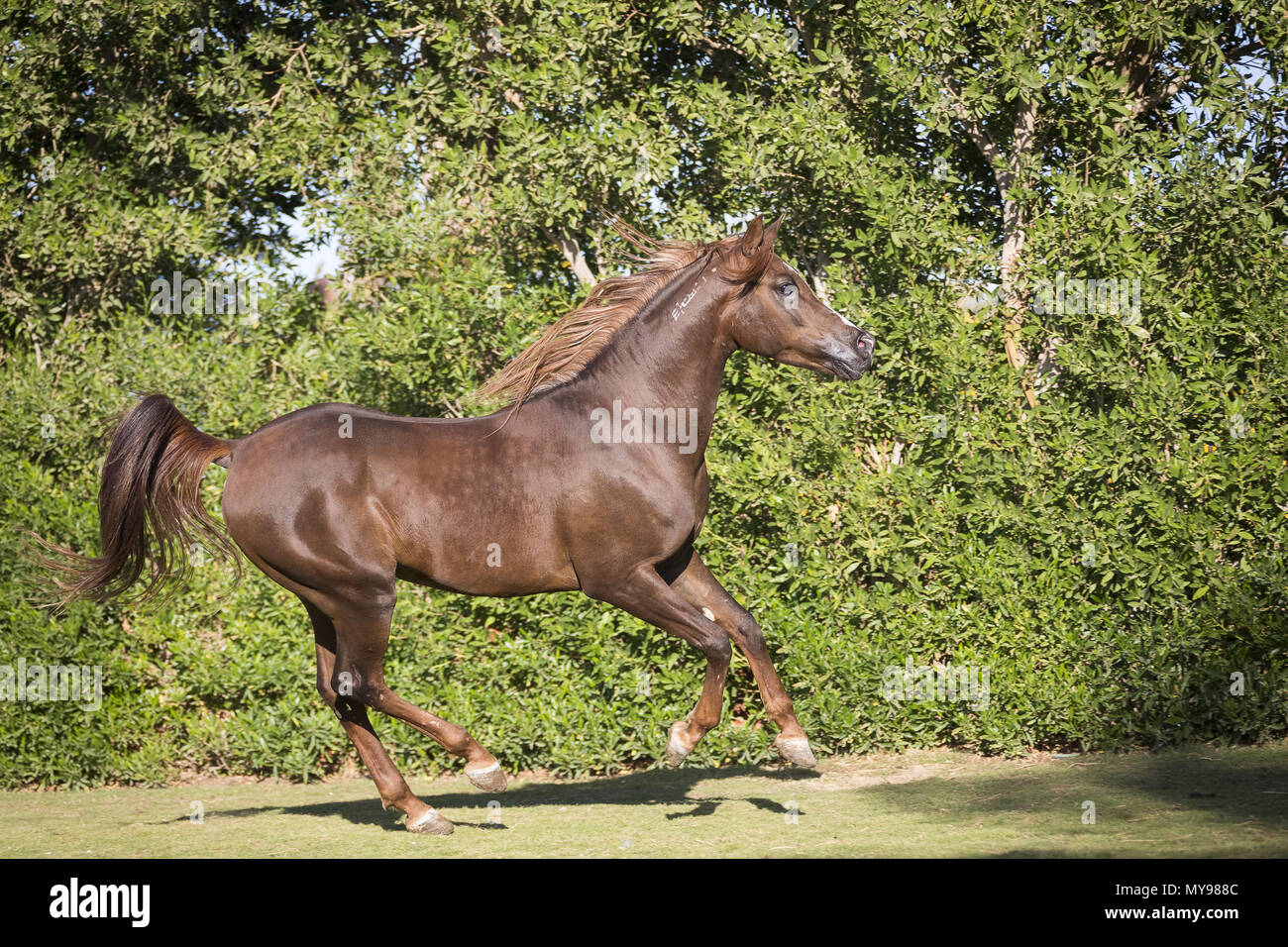 Arabian Horse. Chestnut stallion galloping on a lawn. Egypt Stock Photo ...