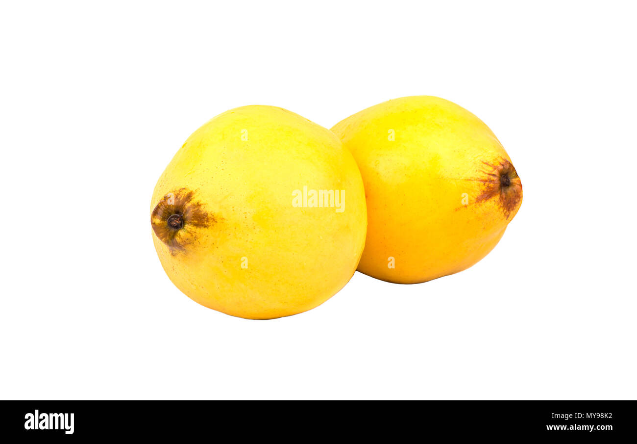 Two ripe yellow fruit quince on a white background Stock Photo - Alamy