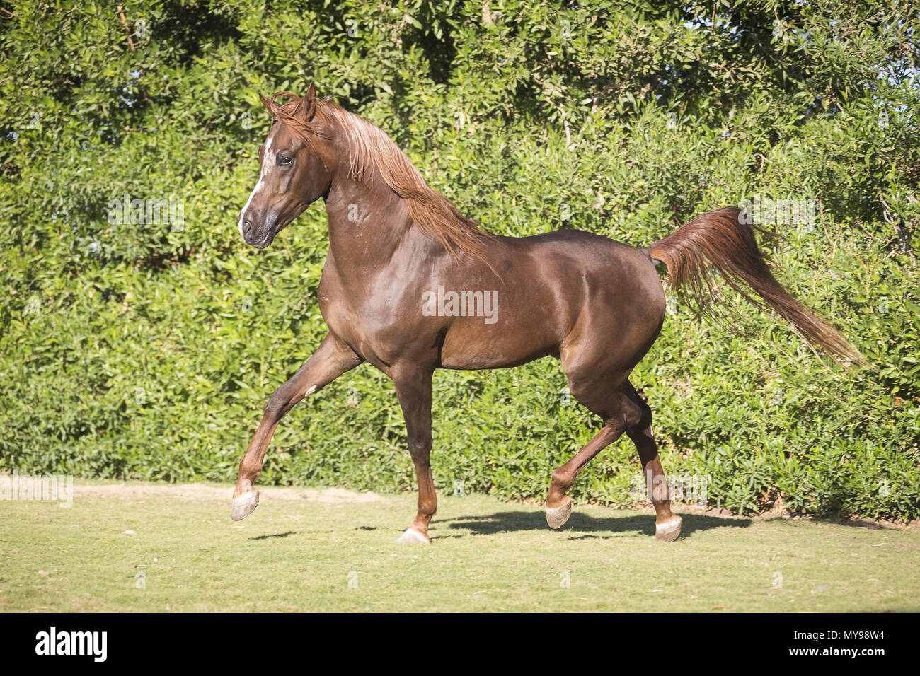 Arabian Horse. Chestnut stallion trotting on a lawn. Egypt Stock Photo ...