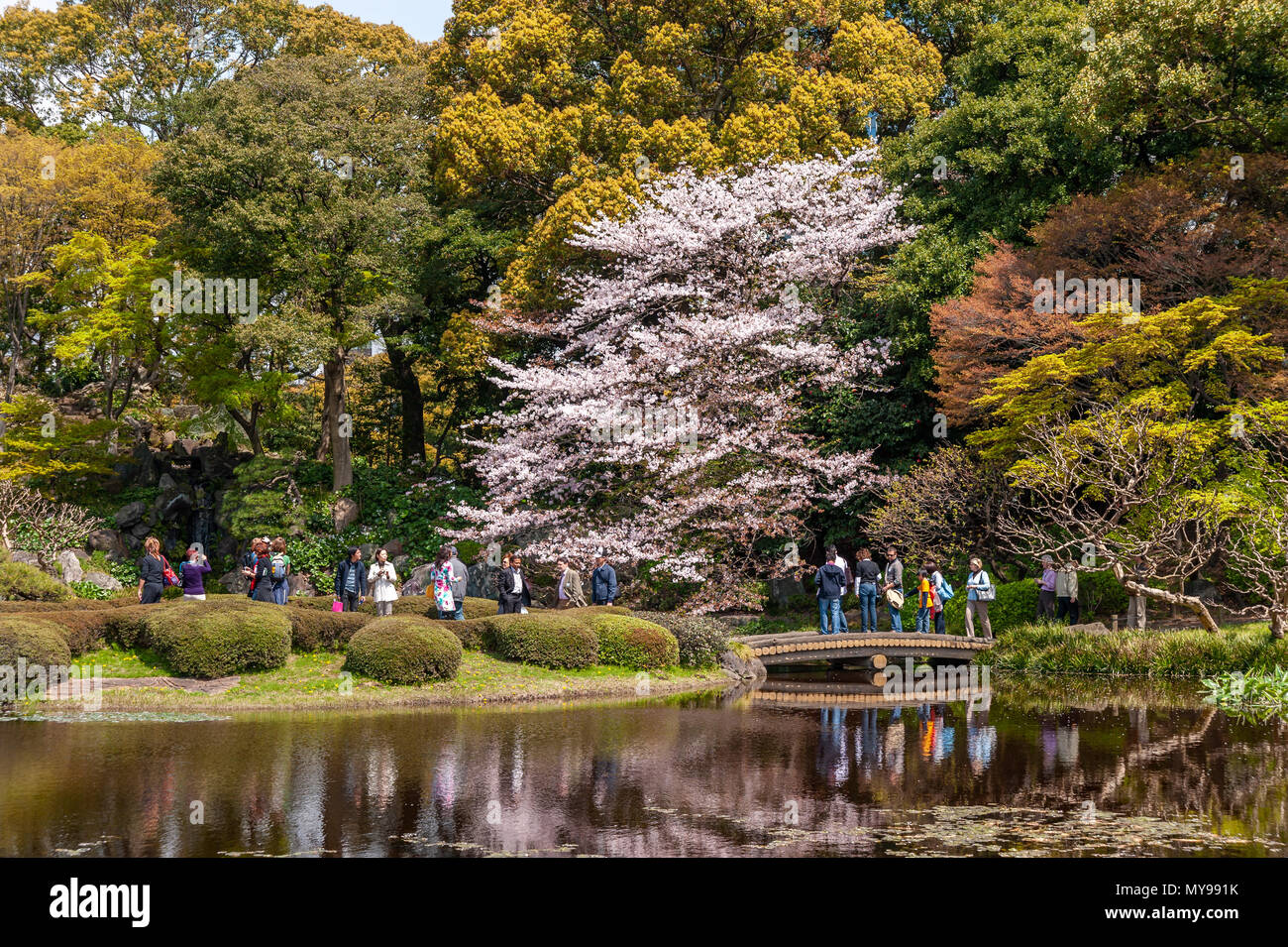 Cherry blossom in the Kokyo Higashi Gyoen or Imperial Palace East ...