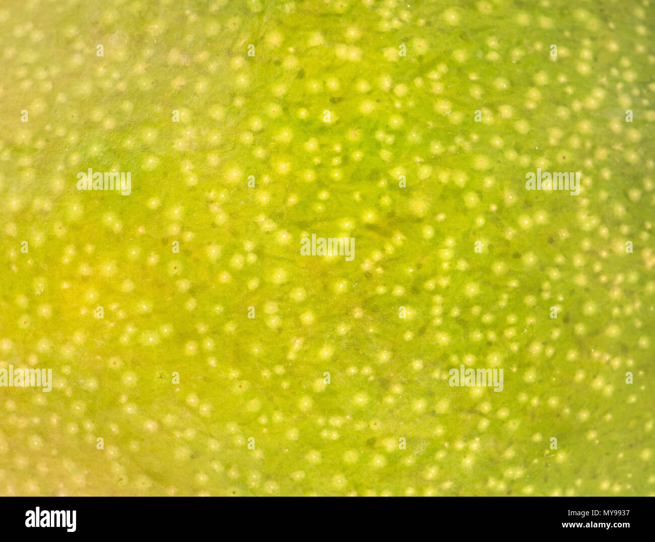 Mango skin hi-res stock photography and images - Alamy