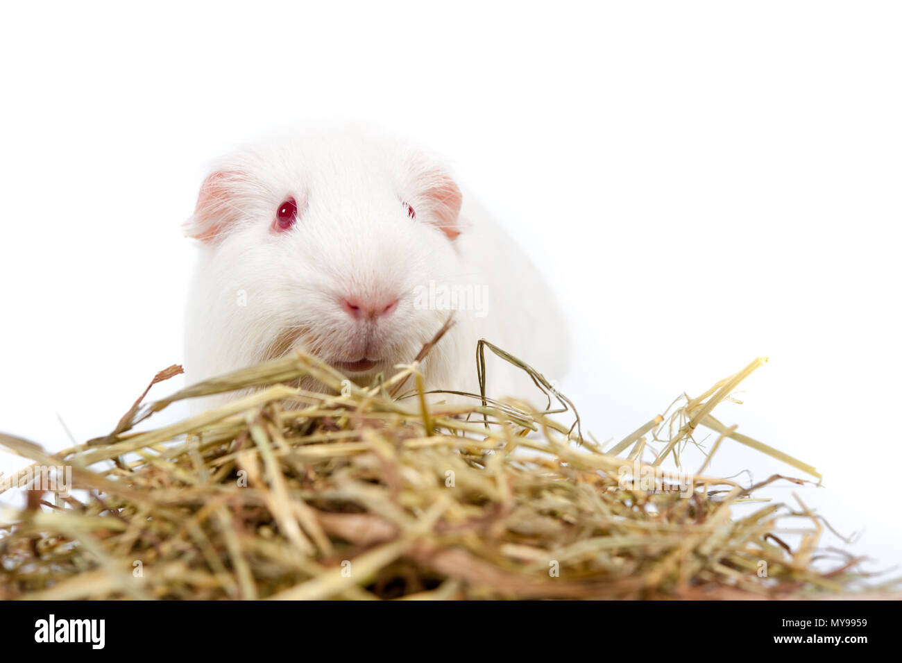 white rat isolated Stock Photo - Alamy