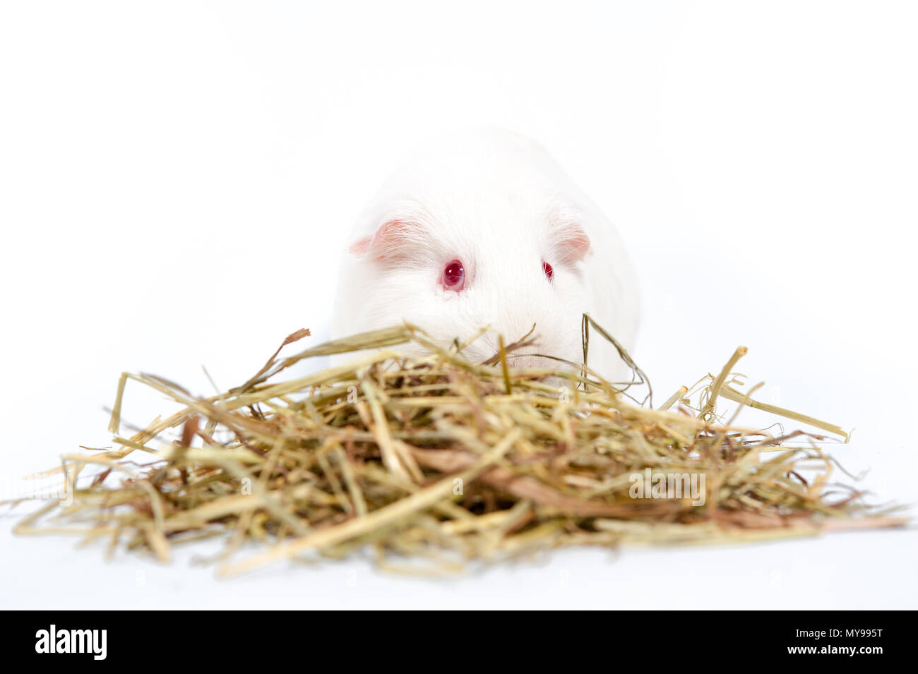 white rat isolated Stock Photo - Alamy