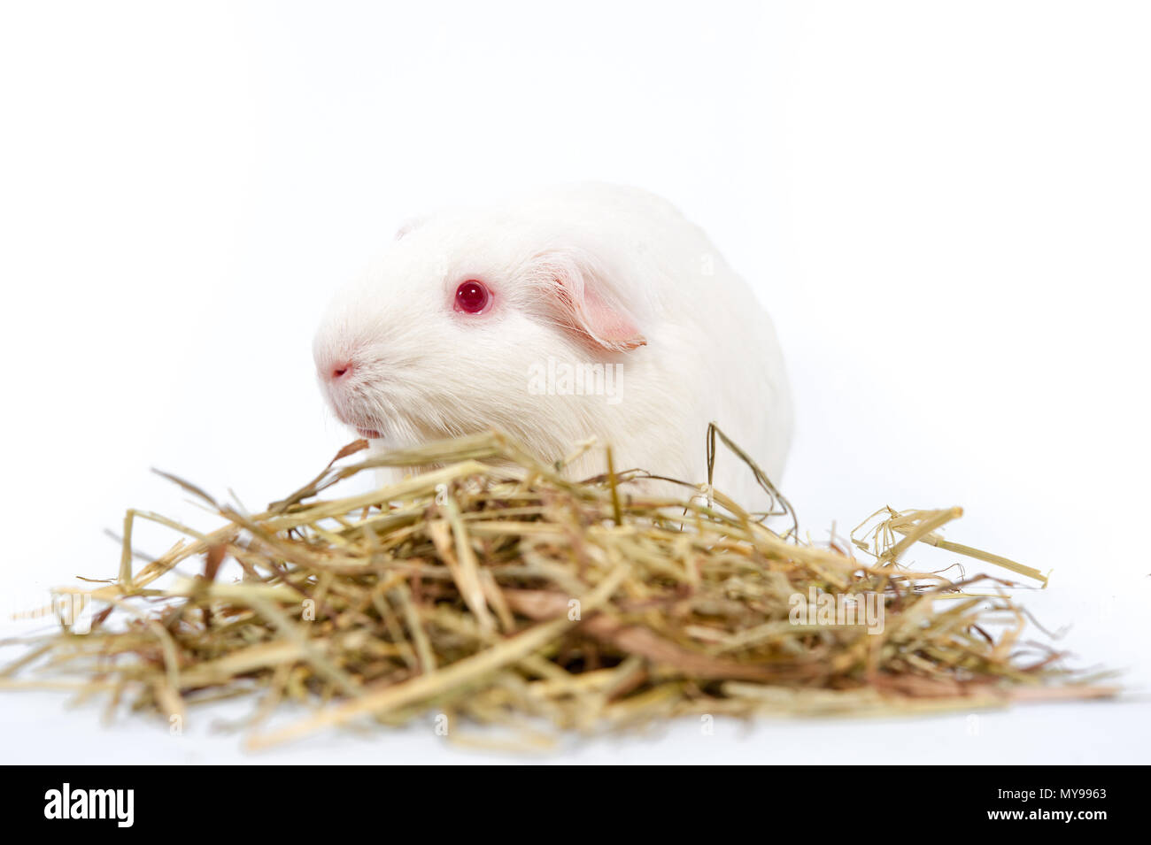 Albino white mouse animal tail hi-res stock photography and images - Alamy