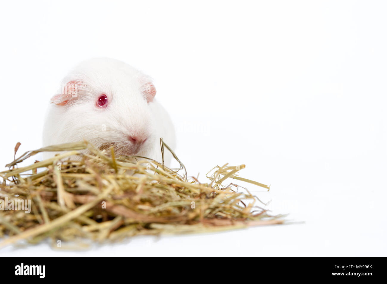 white rat with hay isolated Stock Photo - Alamy