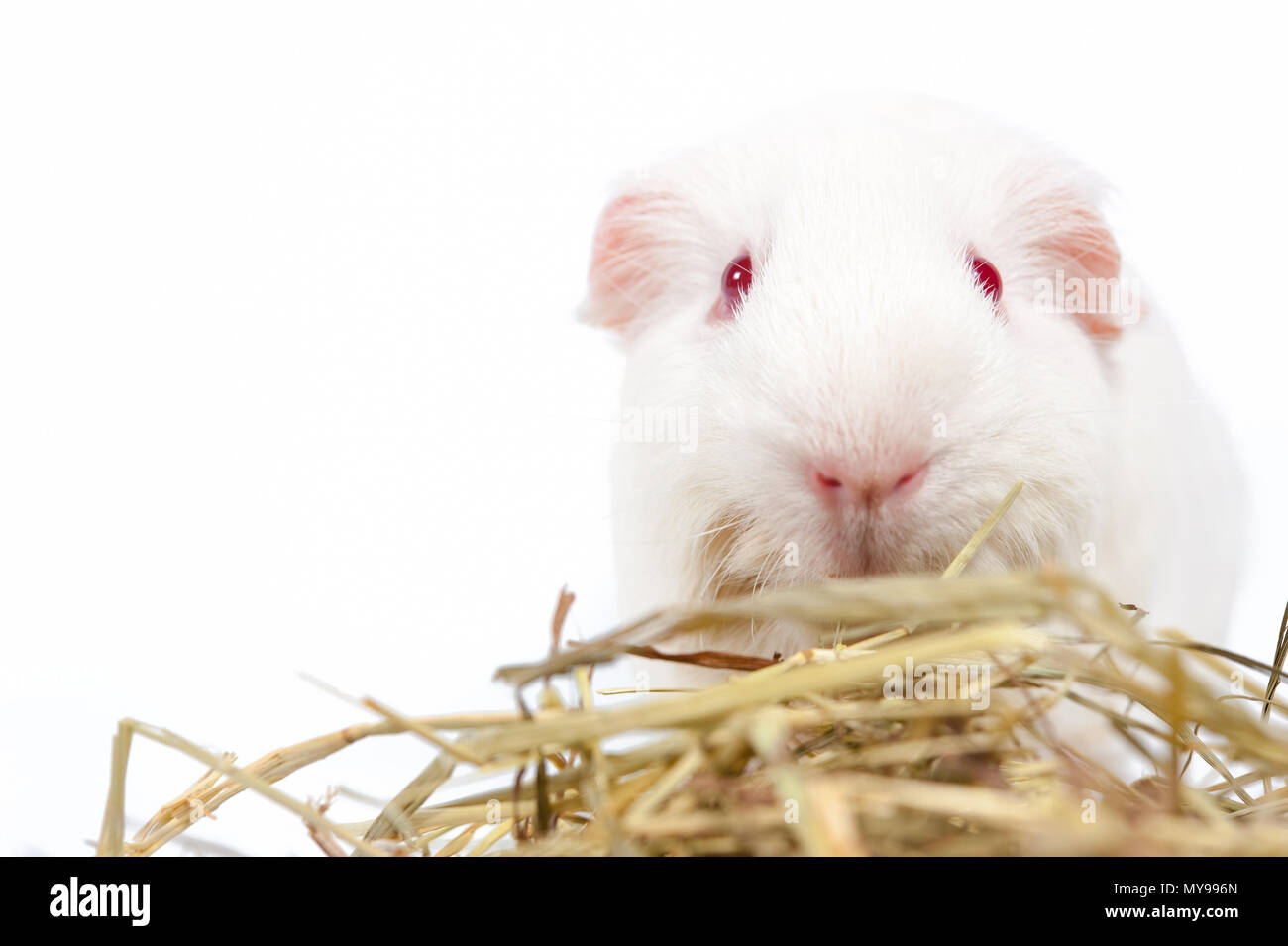 white rat with hay isolated Stock Photo - Alamy