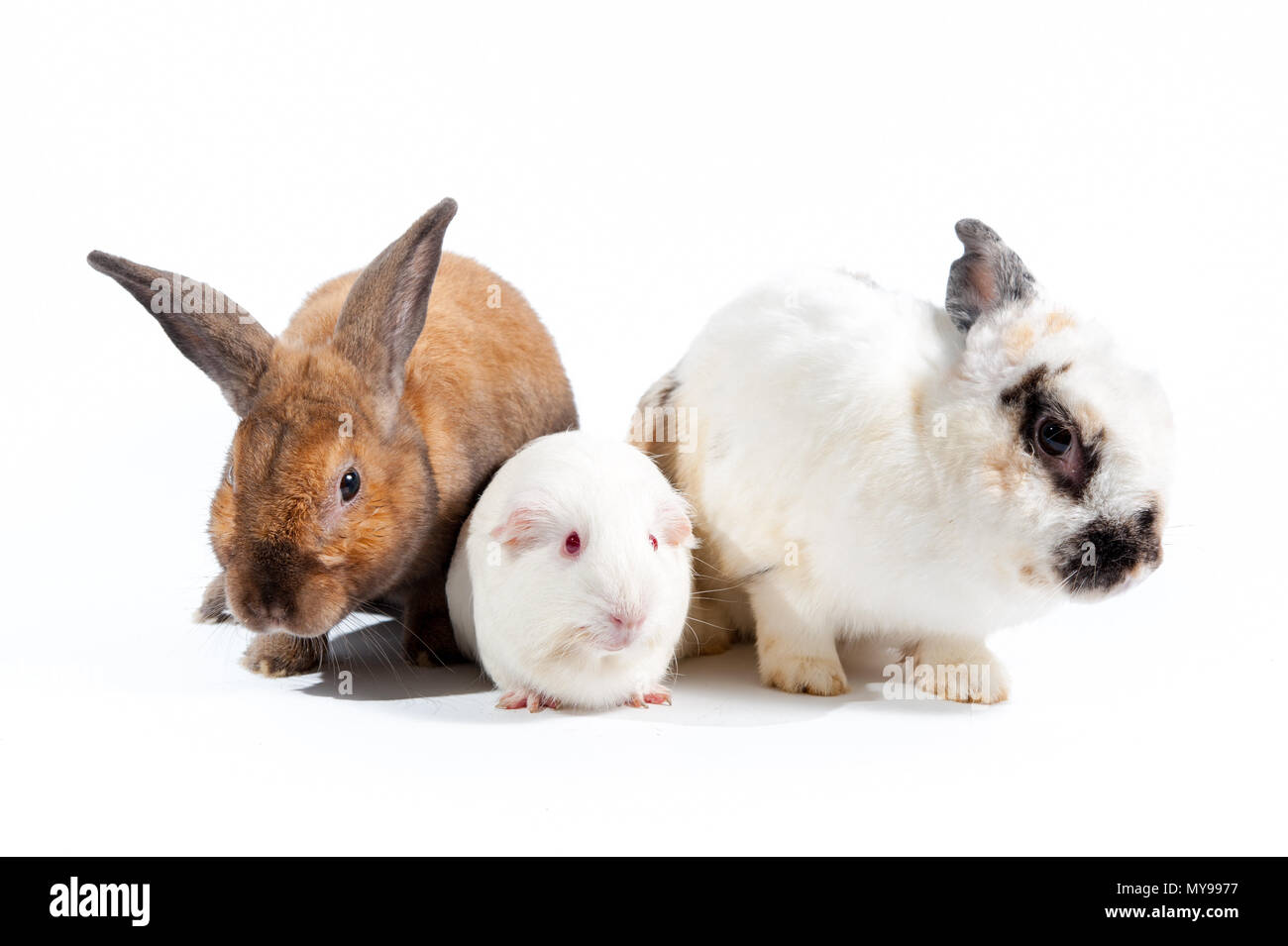 rabbit and rat family Stock Photo - Alamy